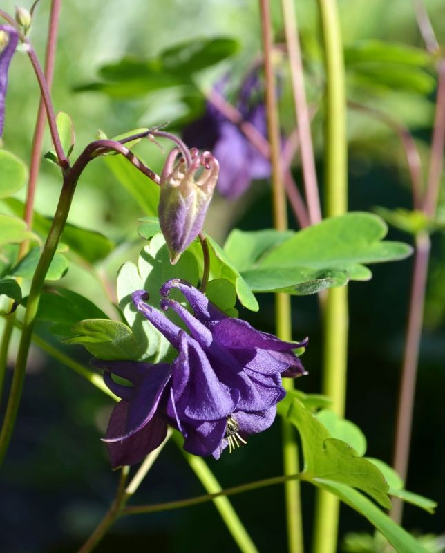Akleja | Perenner | Aquilegia vulgaris