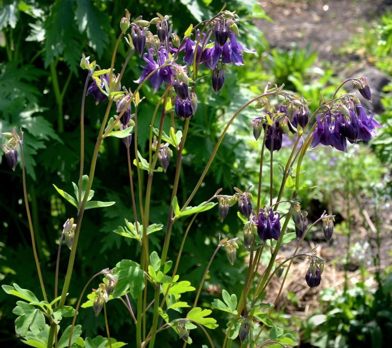 Akleja | Perenner | Aquilegia vulgaris