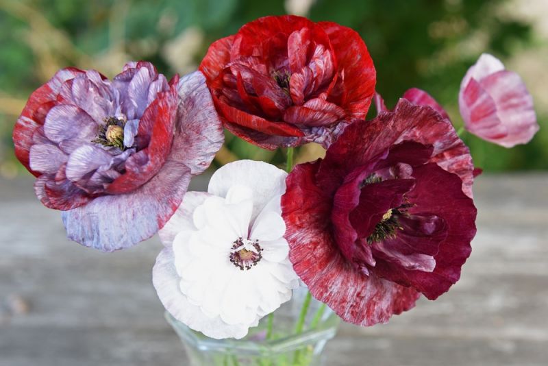 Kornvallmo 'Pandora' | Ettåriga blomsterväxter | Papaver rhoeas 'Pandora'