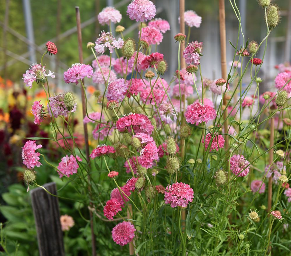 Praktvädd 'Salmon Queen' | Ettåriga blomsterväxter | Scabiosa ...